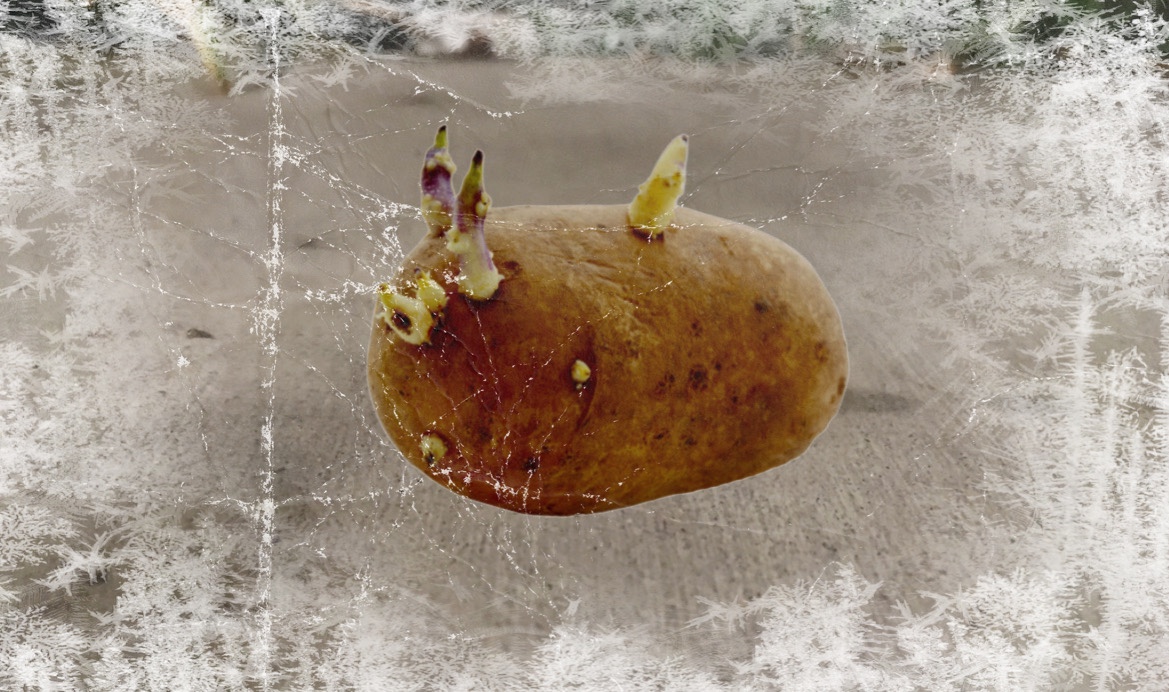 The life of a potato. – Chu The Cud